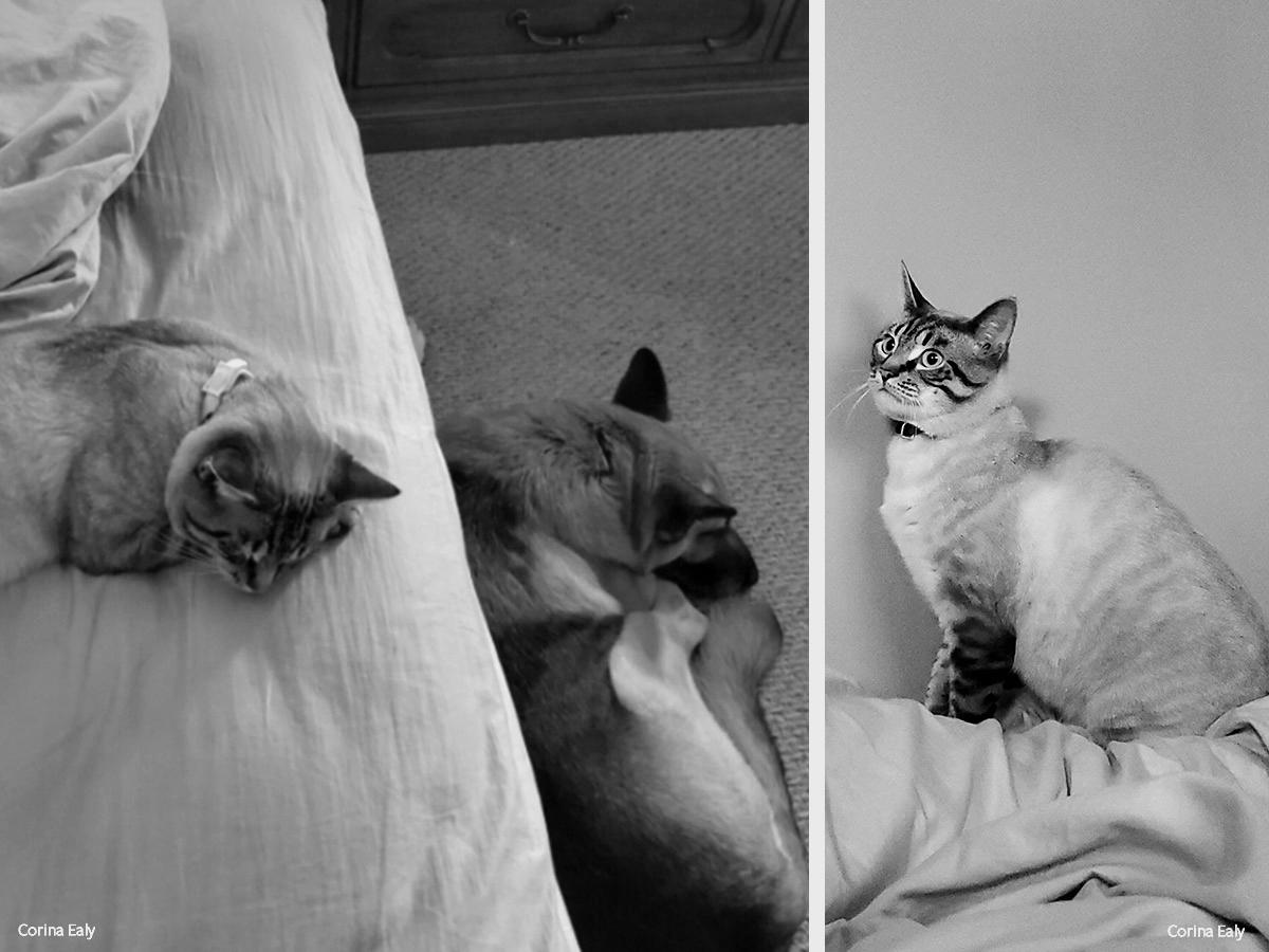 No Justice for Prince the Cat Who Was Tortured and Burned