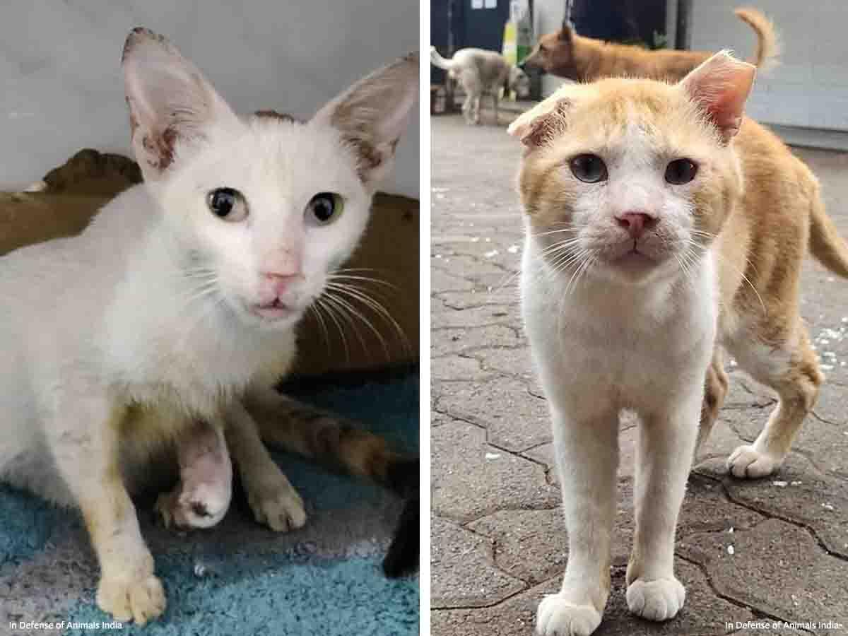 Your Support is Critical in Saving Cats in India