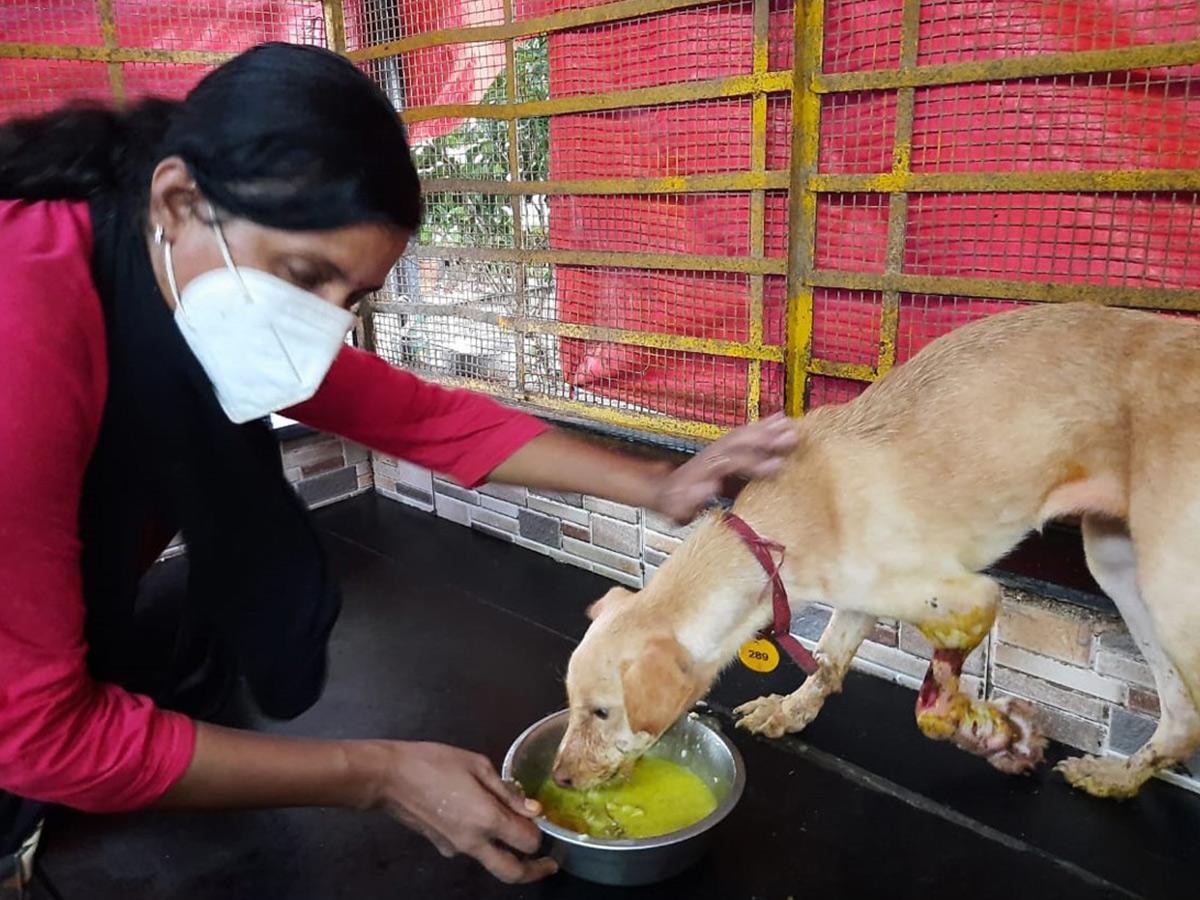 We're Celebrating 25 Years of Helping Animals in India