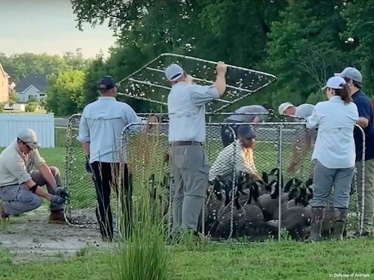 WATCH: Stop the USDA's War on Geese!