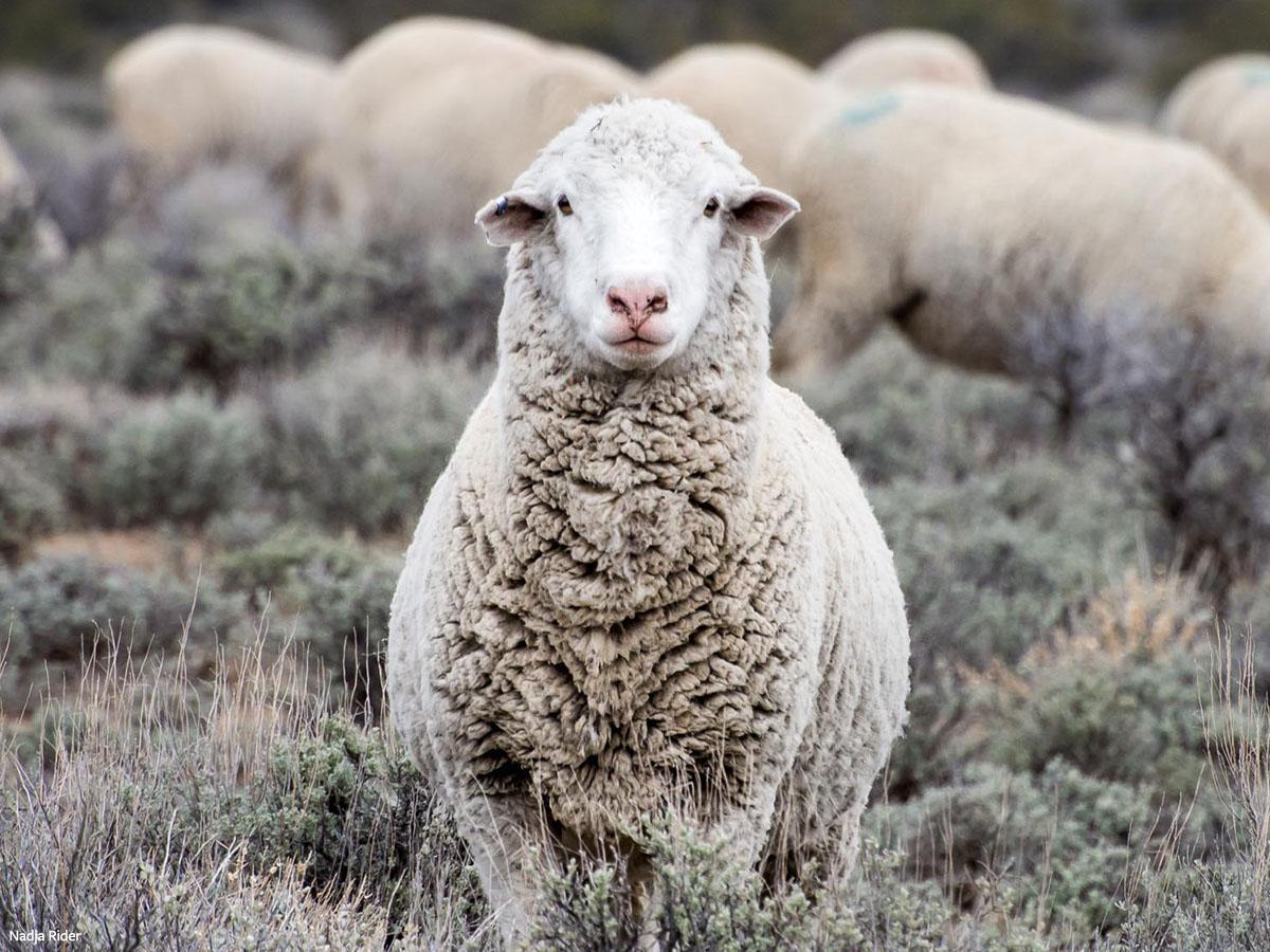 WATCH: Wild Horses Suffer Roundup and Removal So Ranchers Can Exploit Sheep