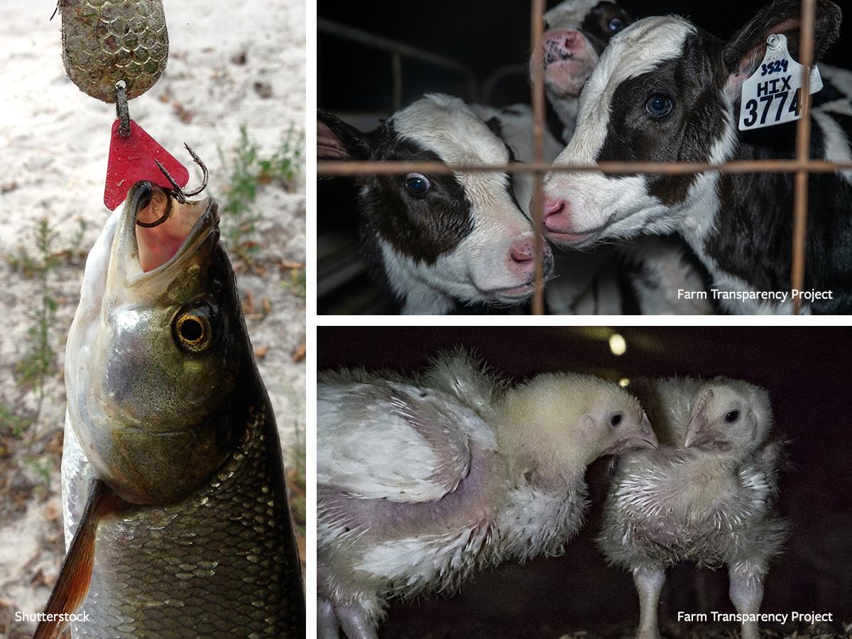 UPDATE: Momentum Building for Historic Protections for All Animals on ...
