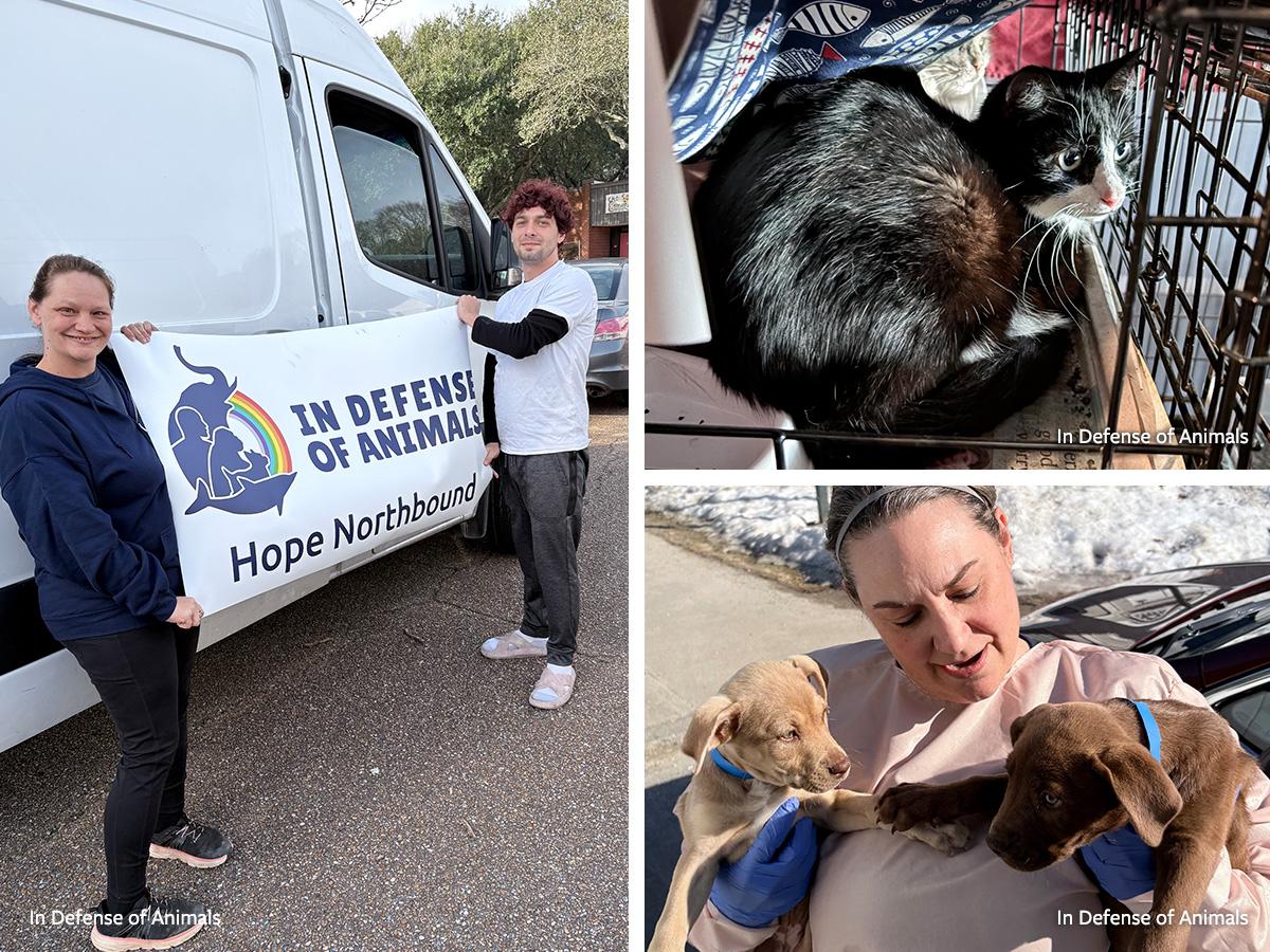 WATCH: Hope Animal Sanctuary’s New Transport Van is Already Saving ...