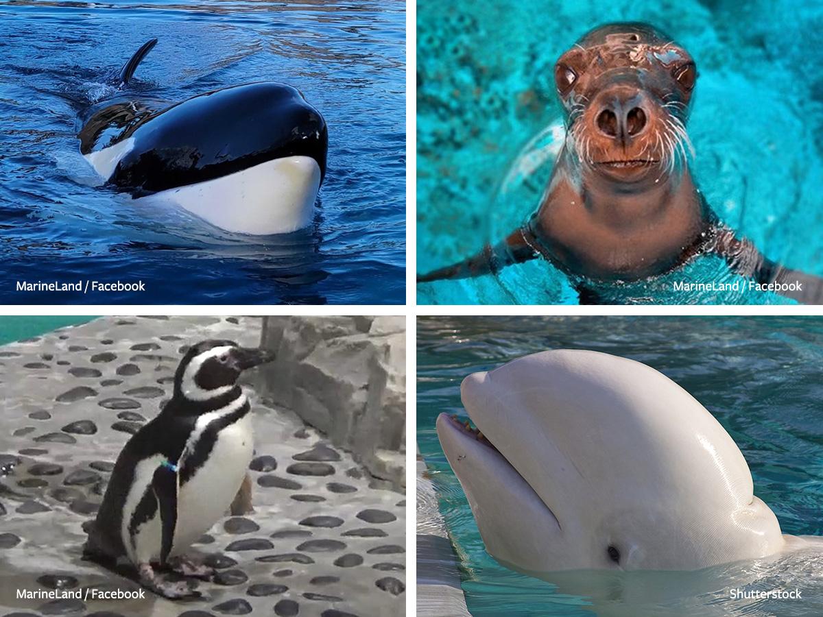 18 Dead Belugas in 5 Years: Shut Down Marineland Canada!