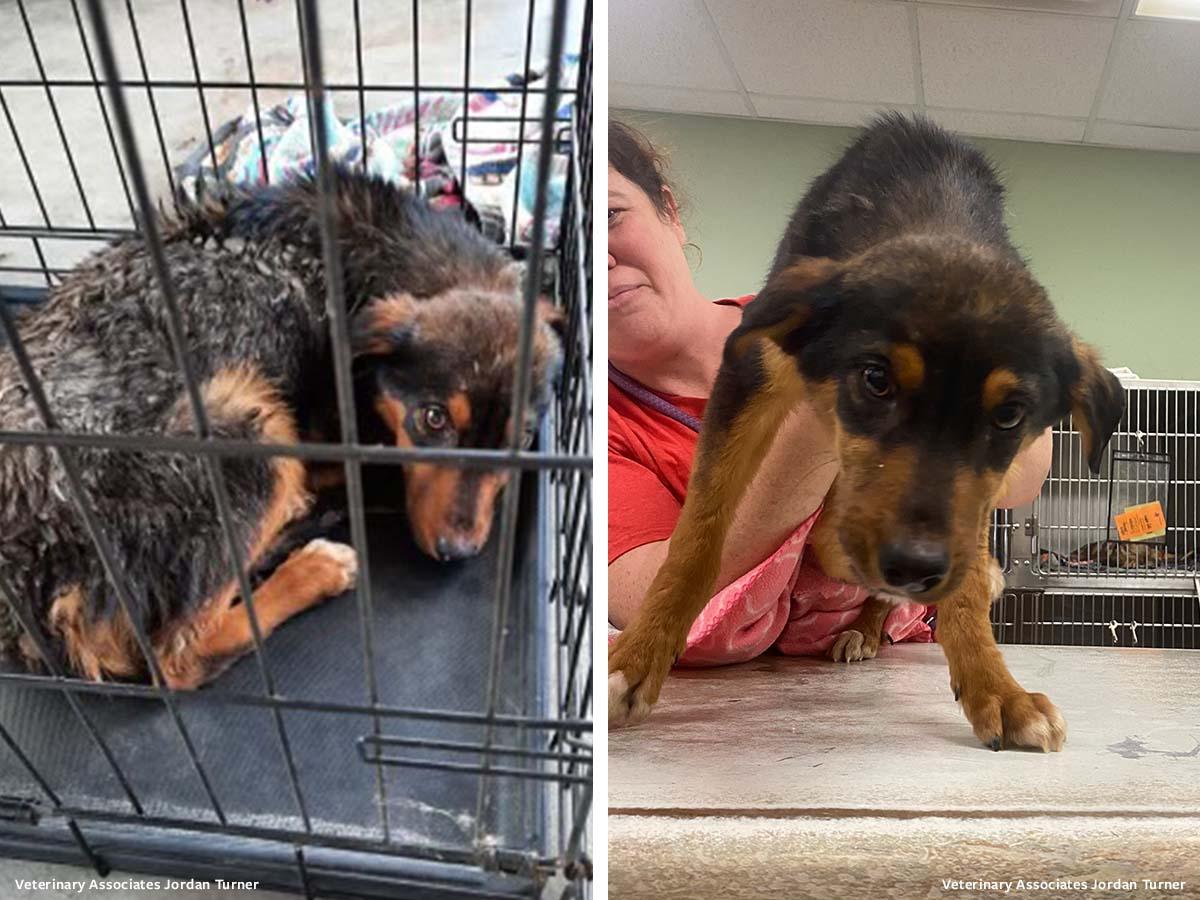 Traumatized Puppy Mired In Mud Rescued