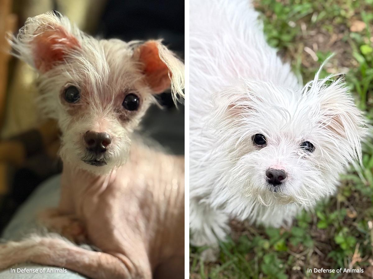 WATCH: Trapped in a Crate for Years, a Tiny Dog Finally Knows Love