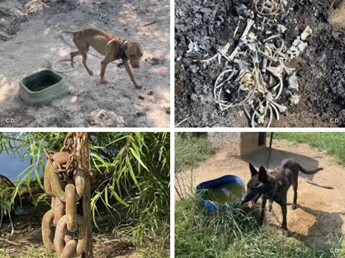 Dozens of Dead & Starving Dogs in Mississippi Cry For Justice