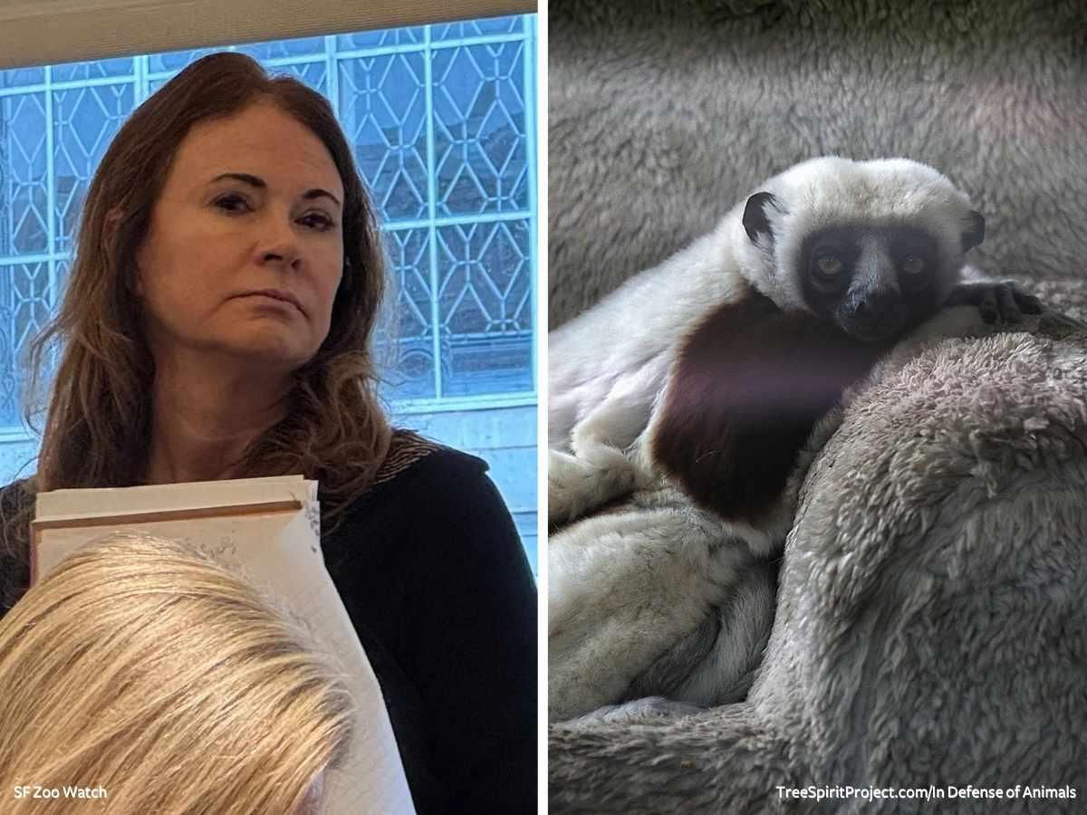 Victory for Animals: Tanya Peterson Resigns as SF Zoo Director ...