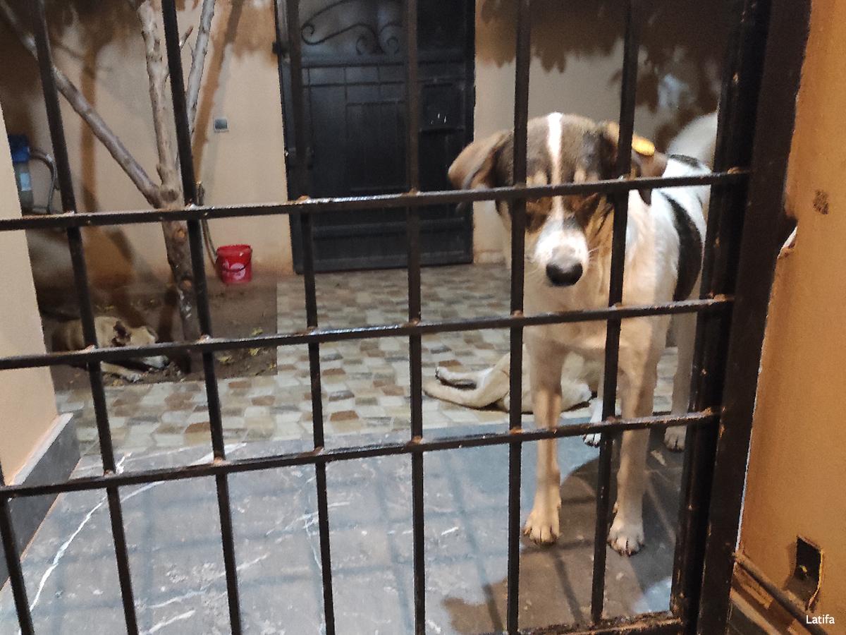 Dogs in Morocco Are Still Being Killed Ahead of FIFA World Cup, but ...