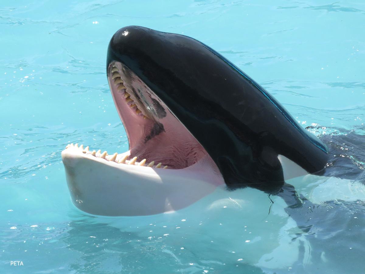 Tragic Farewell to Kshamenk, the World’s Loneliest Orca