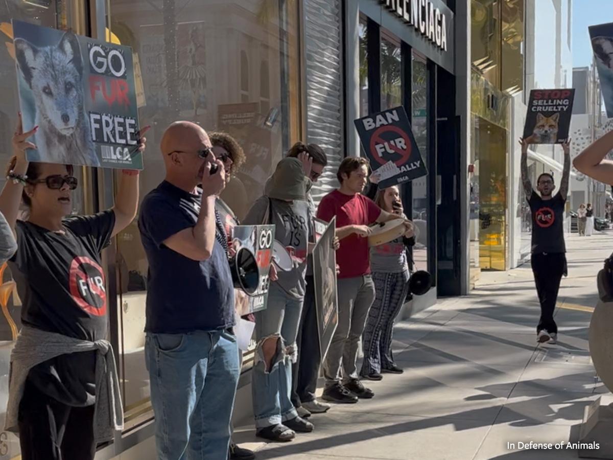 WATCH: Fur Free Friday Protests Target Louis Vuitton