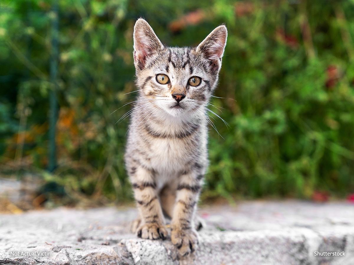 Jail Serial Cat Killer in California For Decades