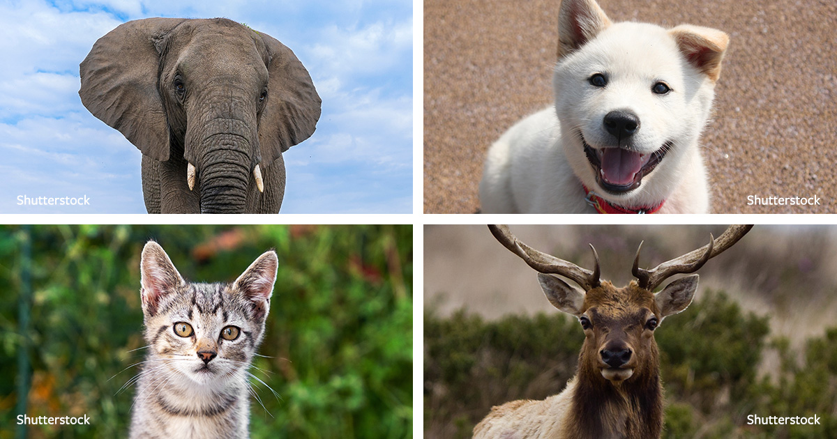 WATCH: Another Year of Groundbreaking Animal Victories in 2024!