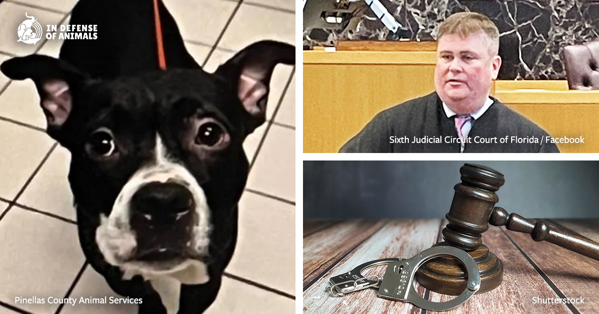 UPDATE: Dexter’s Killer Is Back in Jail After Losing Appeal