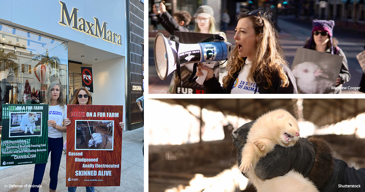WATCH: Protests at Fur Holdouts Louis Vuitton & Max Mara