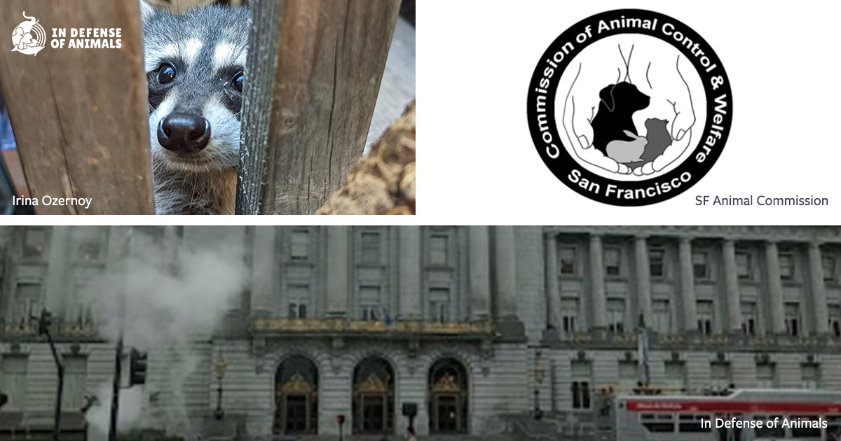 Victory! Community Advocacy Saves San Francisco’s Animal Commission