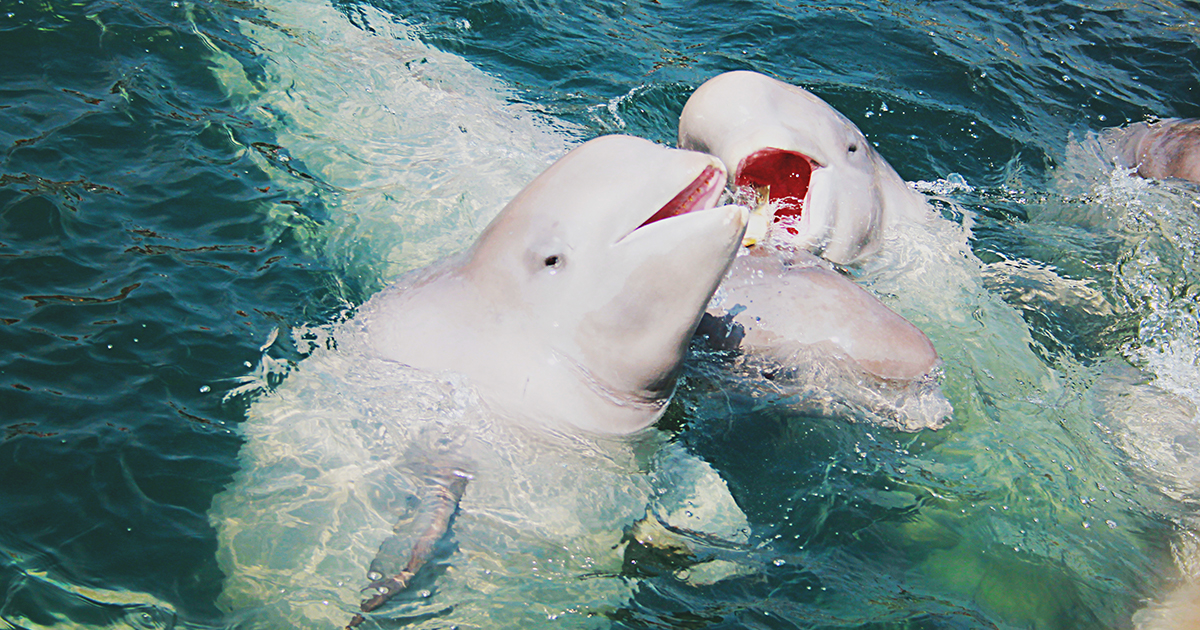 Belugas Make Friends Like People Do