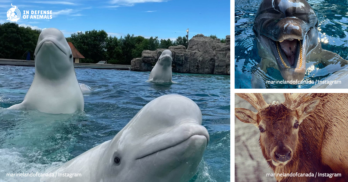 30 Belugas Languishing at Marineland - Help Save Them & the Other Animals!