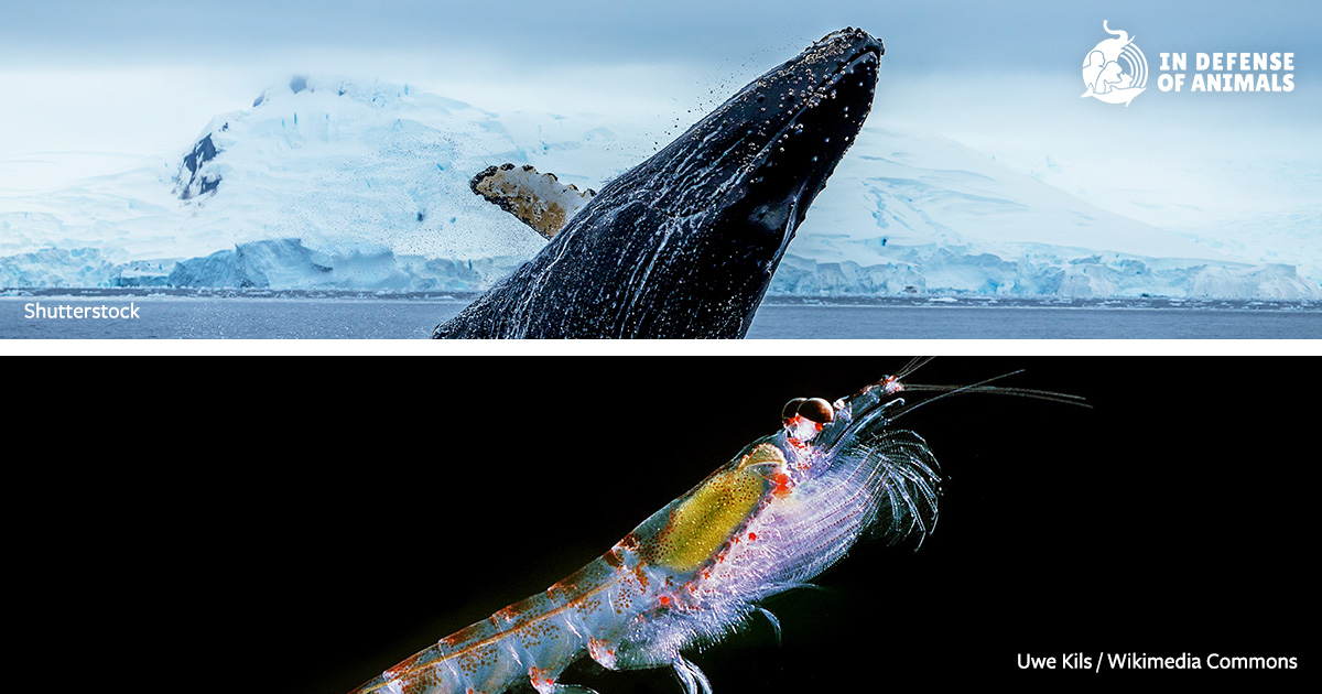The Demand for Krill is Hurting & Killing Whales