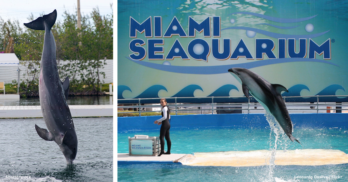 Multiple Citations Lead to Eviction Notice for Miami Seaquarium After ...