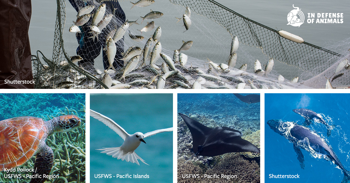 URGENT: Trump Opens Protected Areas to Destructive Commercial Fishing