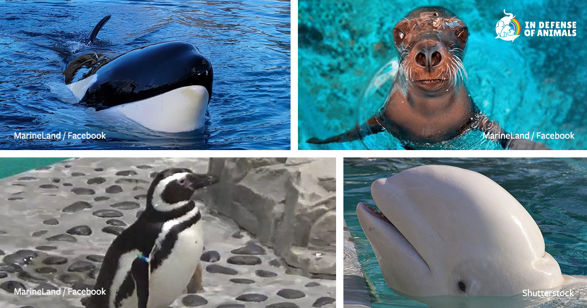 18 Dead Belugas in 5 Years: Shut Down Marineland Canada!