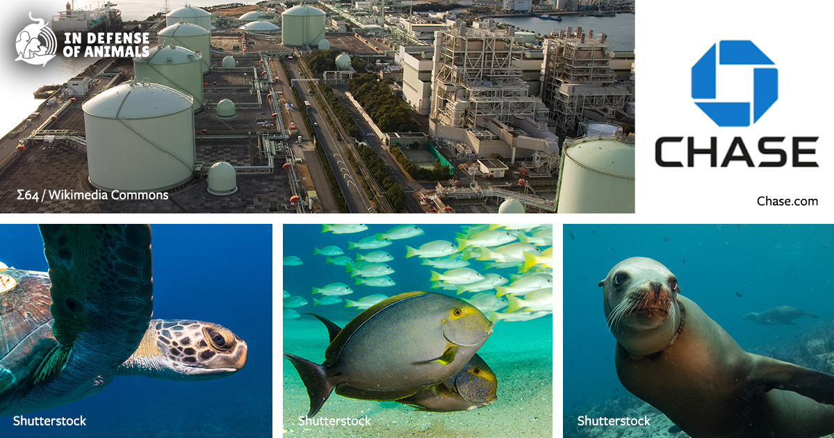 Endangered Whales & Dolphins Are Threatened by a JPMorgan Chase-Funded ...