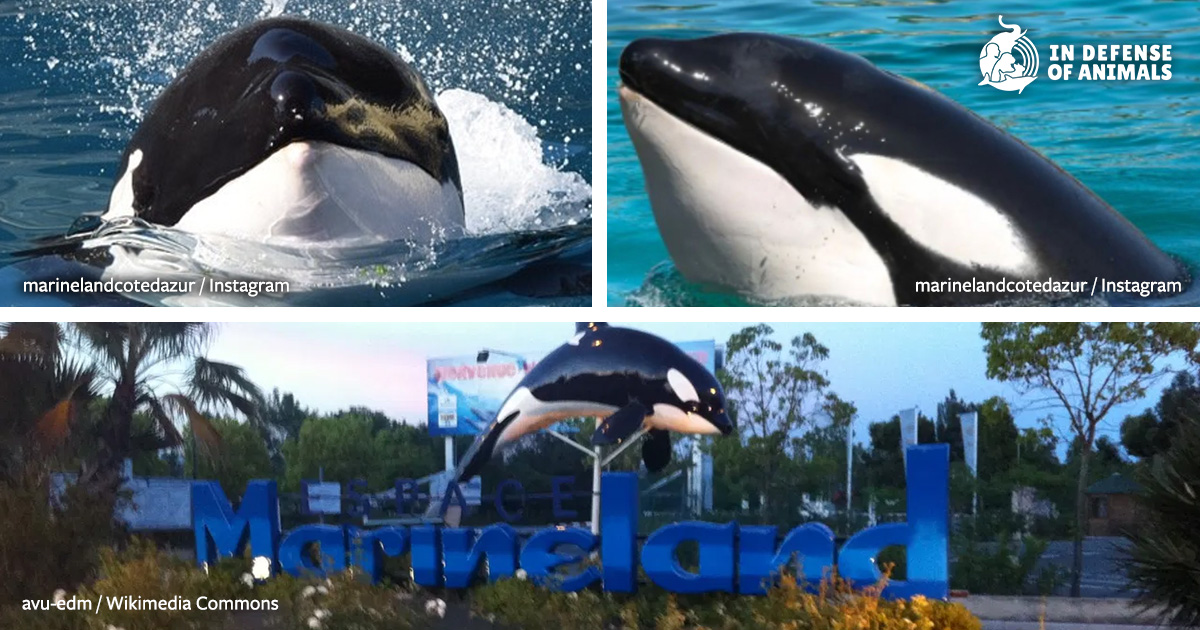 Victory! Orcas Wikie & Keijo Approved for Seaside Sanctuary