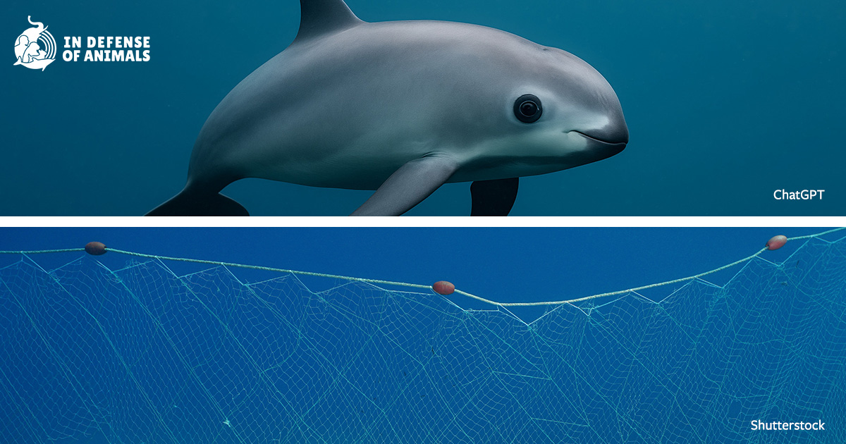 Save Vaquitas from Extinction: Only 6-8 Remain!