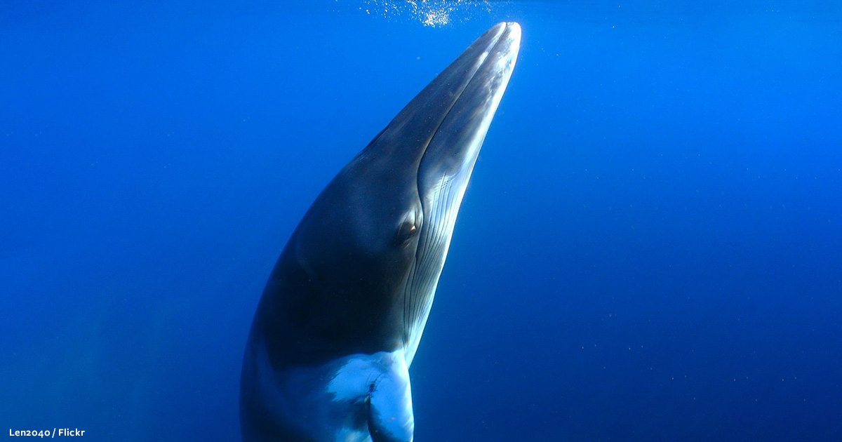 Iceland: End Commercial Whaling!