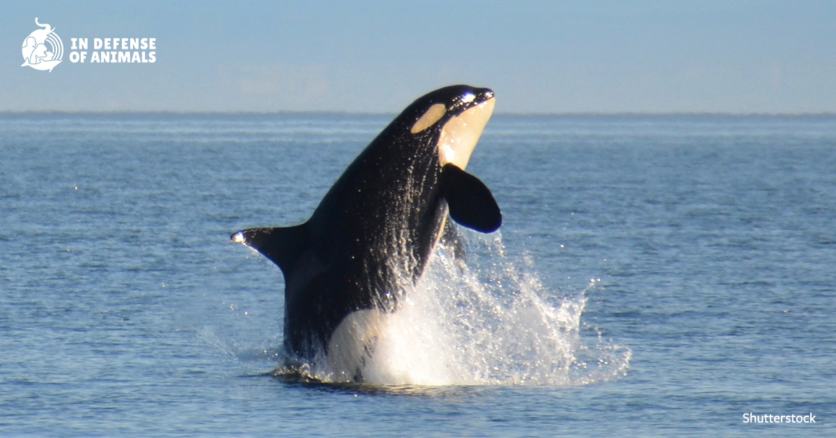 Southern Resident Killer Whales Are Running Out of Time