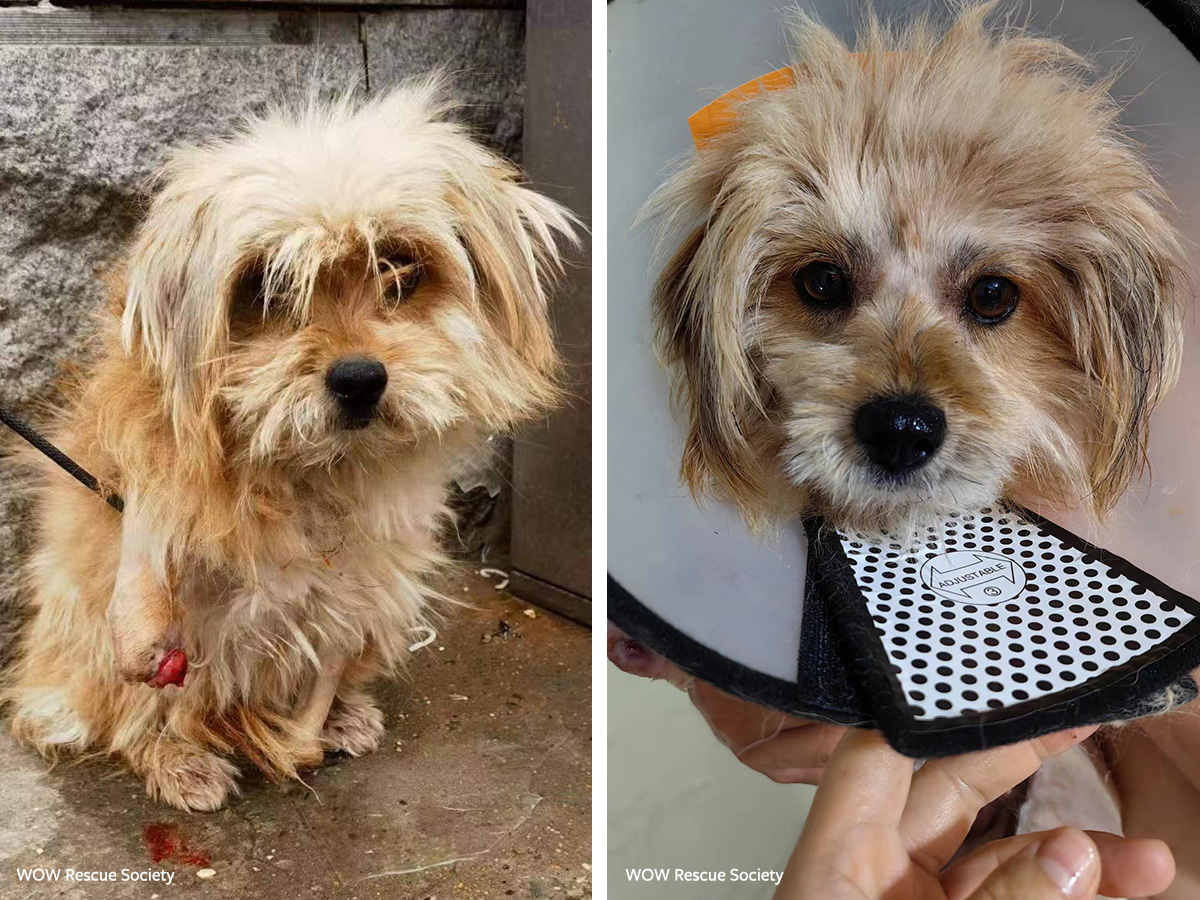 WATCH: Mulan Lost Her Paws But Can Still Touch Your Heart