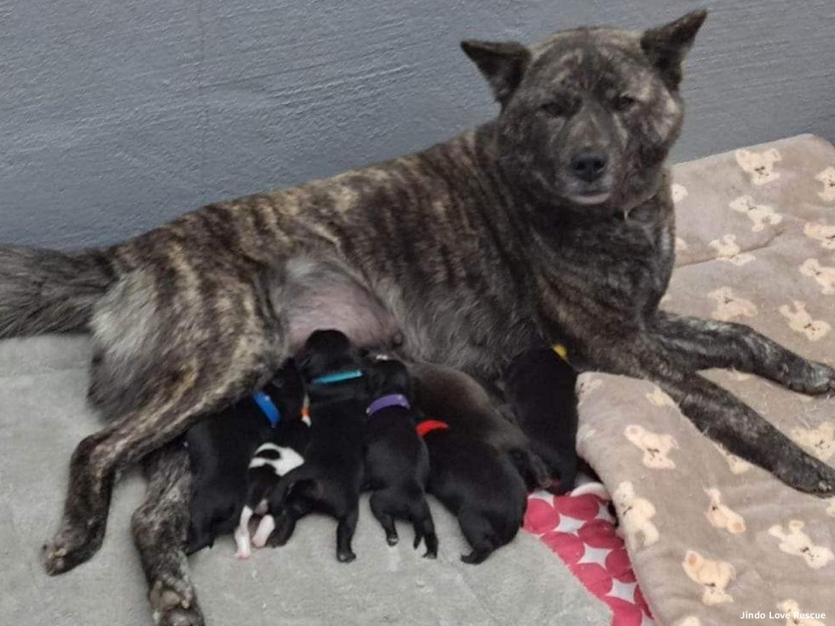 South Korean Dog Rescue Came With Nine Little Surprises!