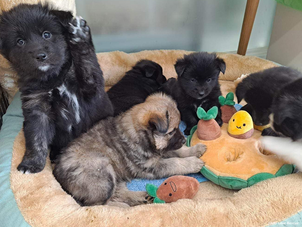 South Korean Dog Rescue Came With Nine Little Surprises!