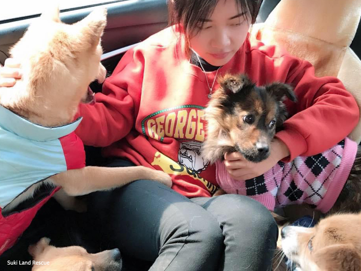 WATCH: Is Yulin Turning Its Back on Dog Meat?