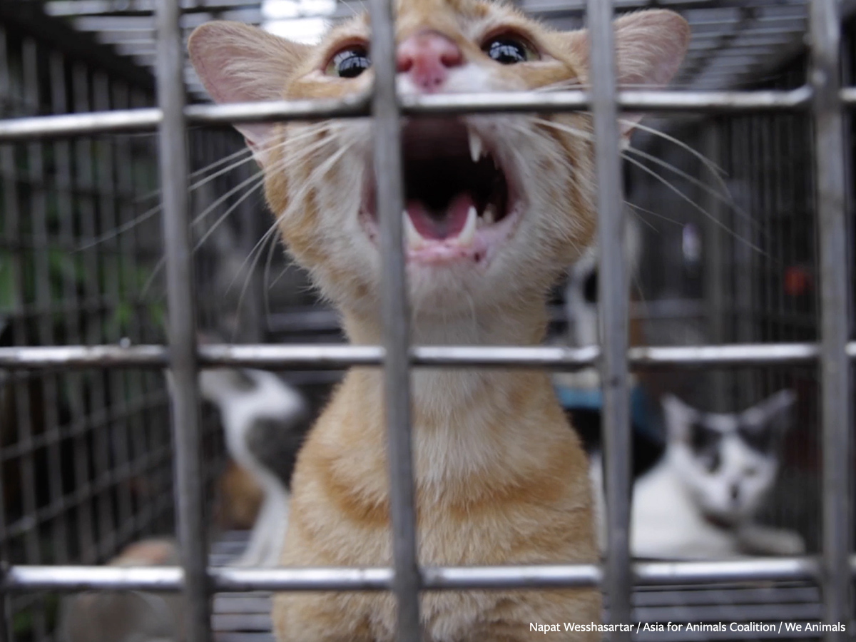 MEDIA RELEASE: Dog & Cat Meat: LA Will Vote on Hanoi Sister City Motion ...