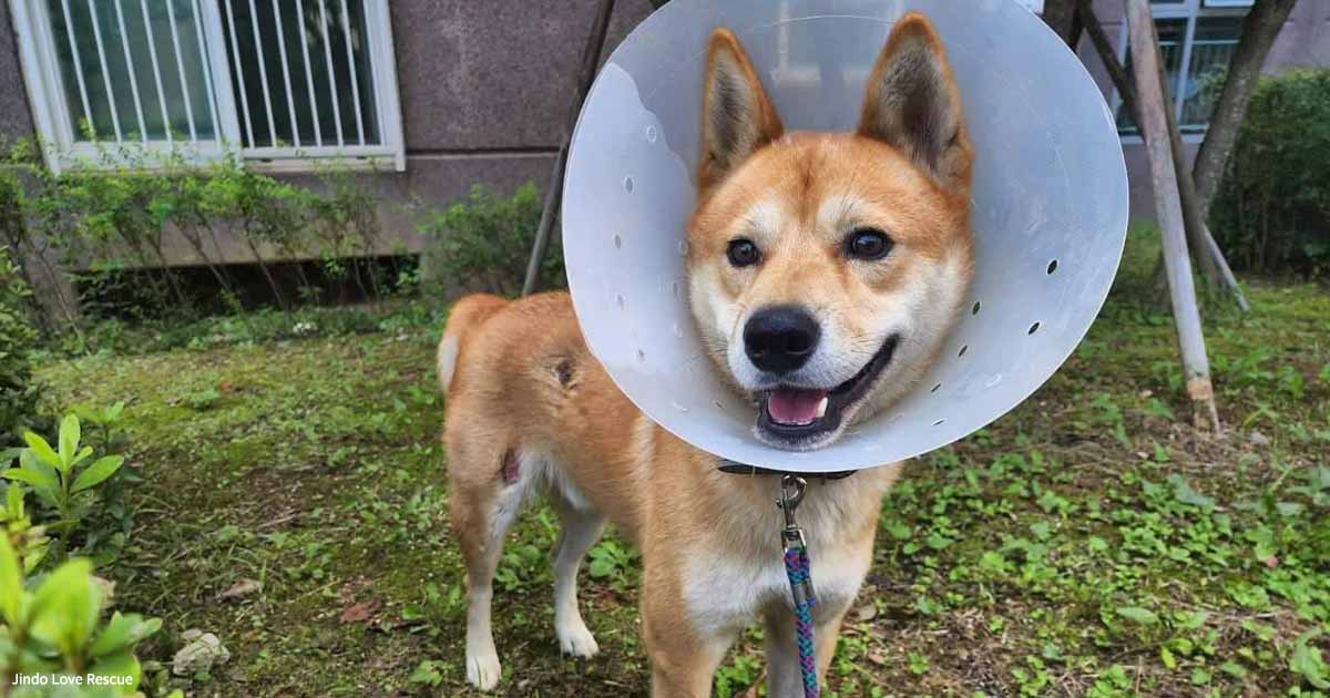 UPDATE: Dogs Saved From Flames in South Korea Still Urgently Need Your Help