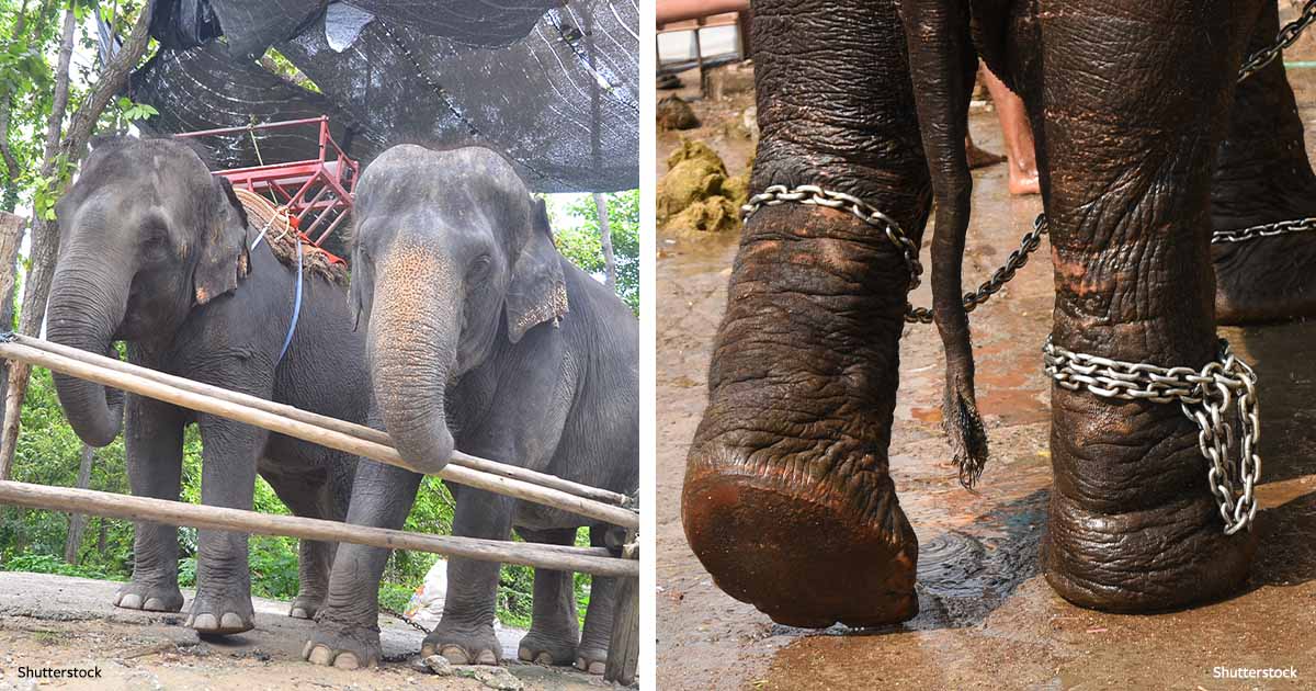 50 Years of Elephant Protection in India Down the Drain?