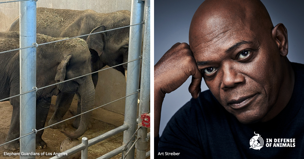 MEDIA RELEASE: Samuel L. Jackson Urges Tulsa Zoo to Release LA ...