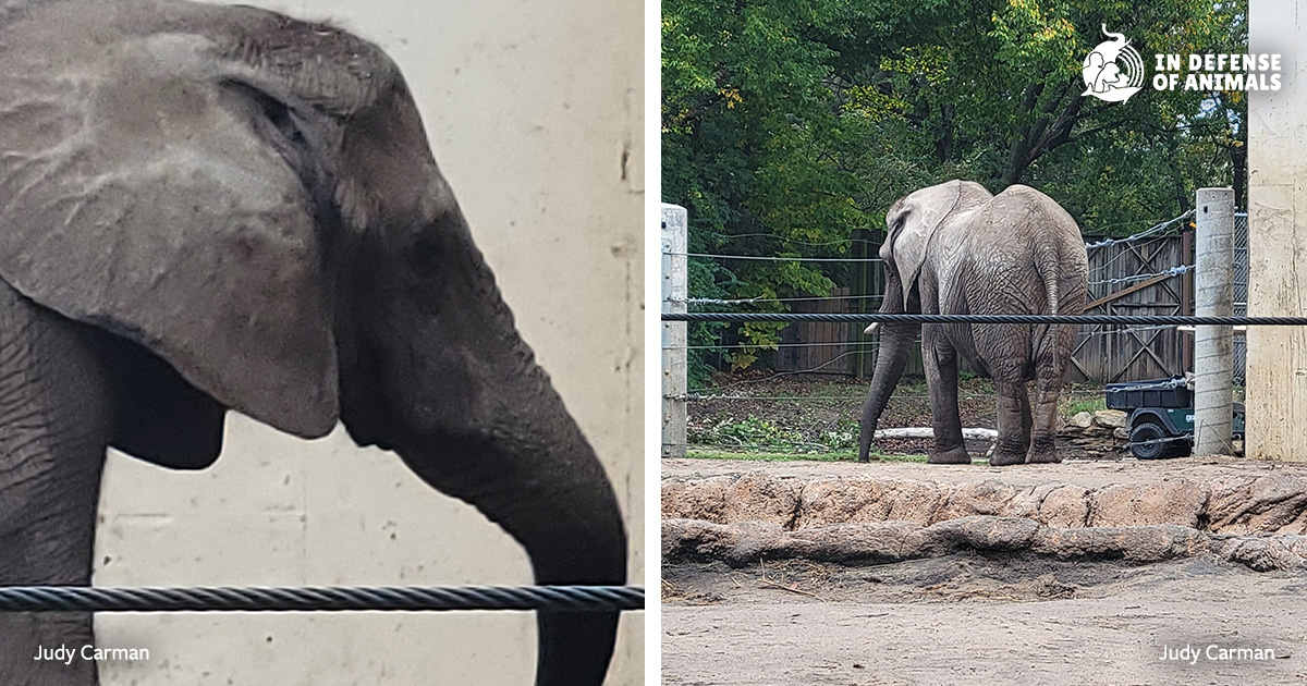 Tembo the Elephant: From the African Savanna to Topeka Zoo - News Usa Today