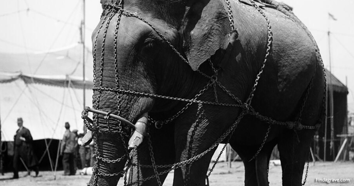 Forgotten Elephant Mary Endured a Heartless Hanging