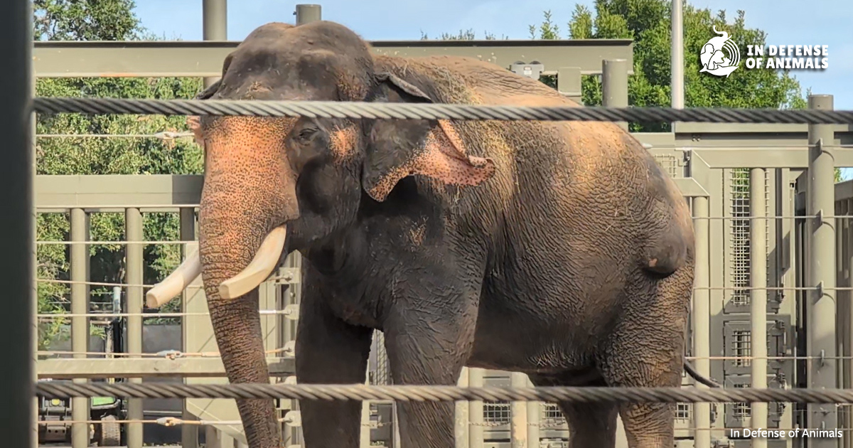 MEDIA RELEASE: Houston Zoo’s Deadly Breeding Lands It on the List of 10 ...