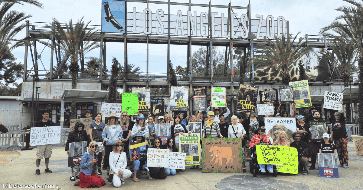 MEDIA RELEASE: Elephant Advocates Rally at LA Zoo to Demand Sanctuary ...