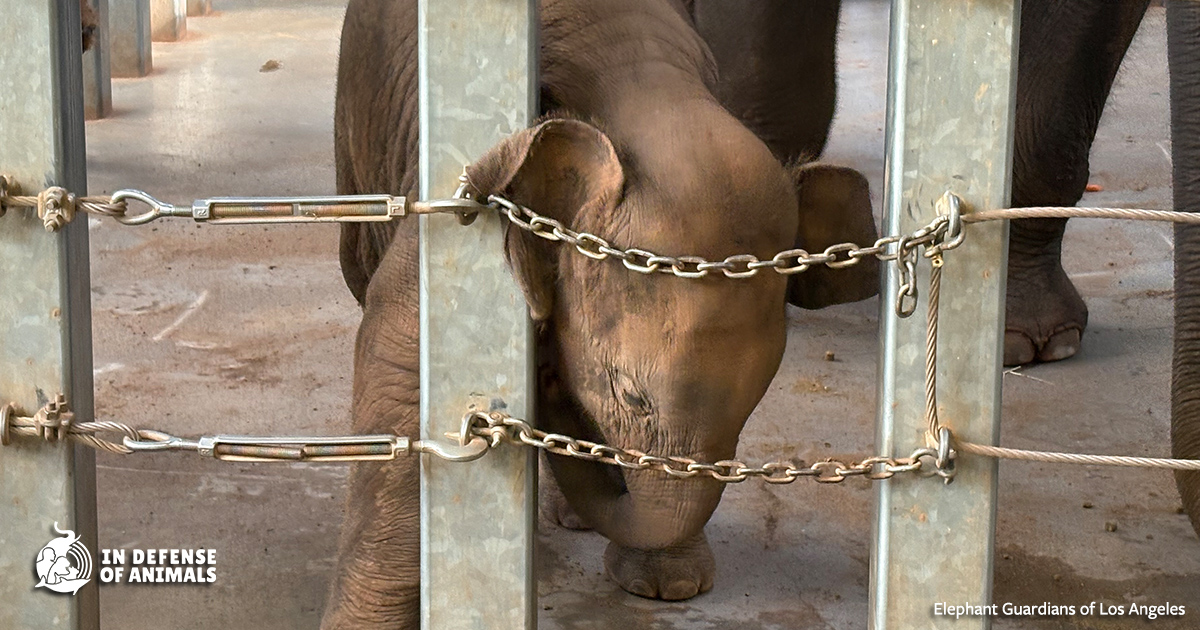 10 Worst Zoos for Elephants 2025