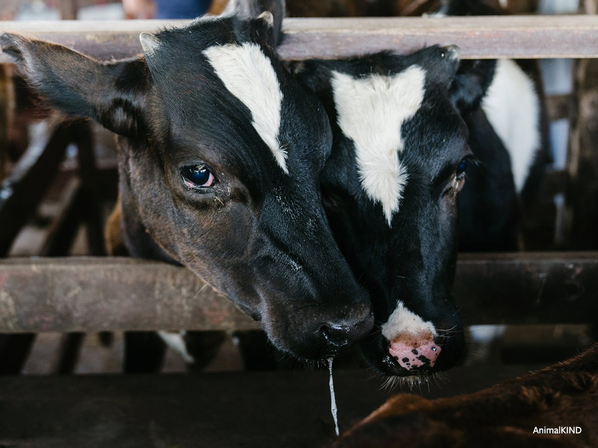 Speciesism: The Root of Animal Oppression