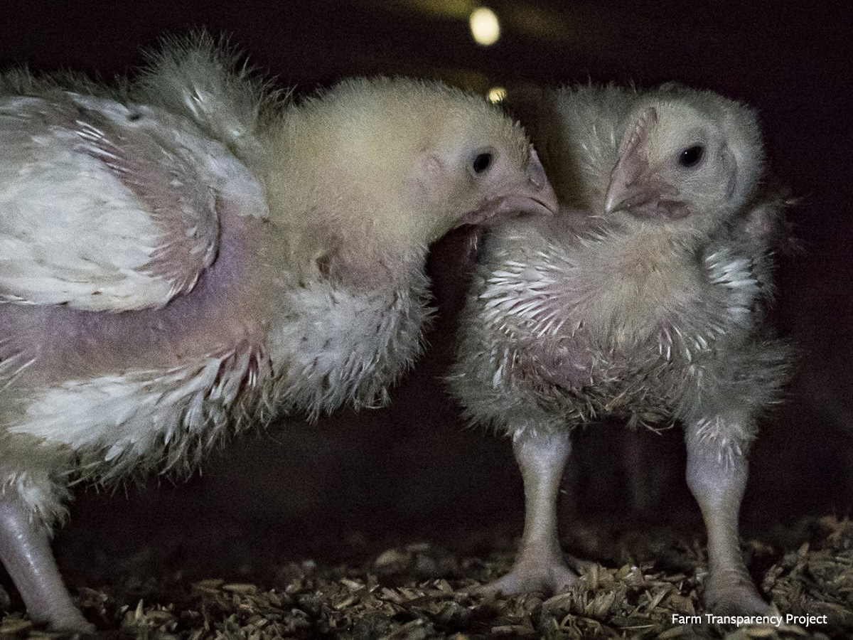 UPDATE: Momentum Building for Historic Protections for All Animals on ...