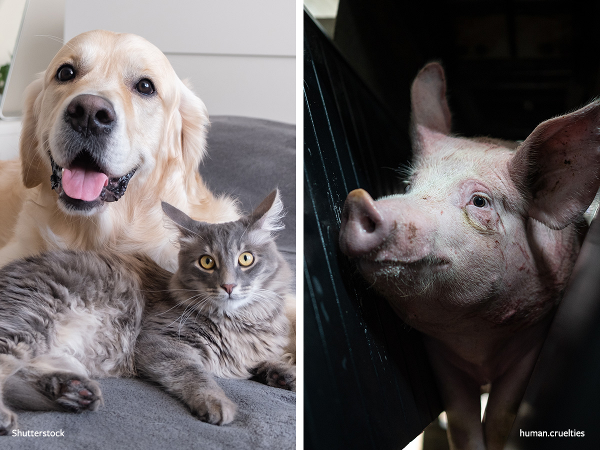 Speciesism: The Root of Animal Oppression