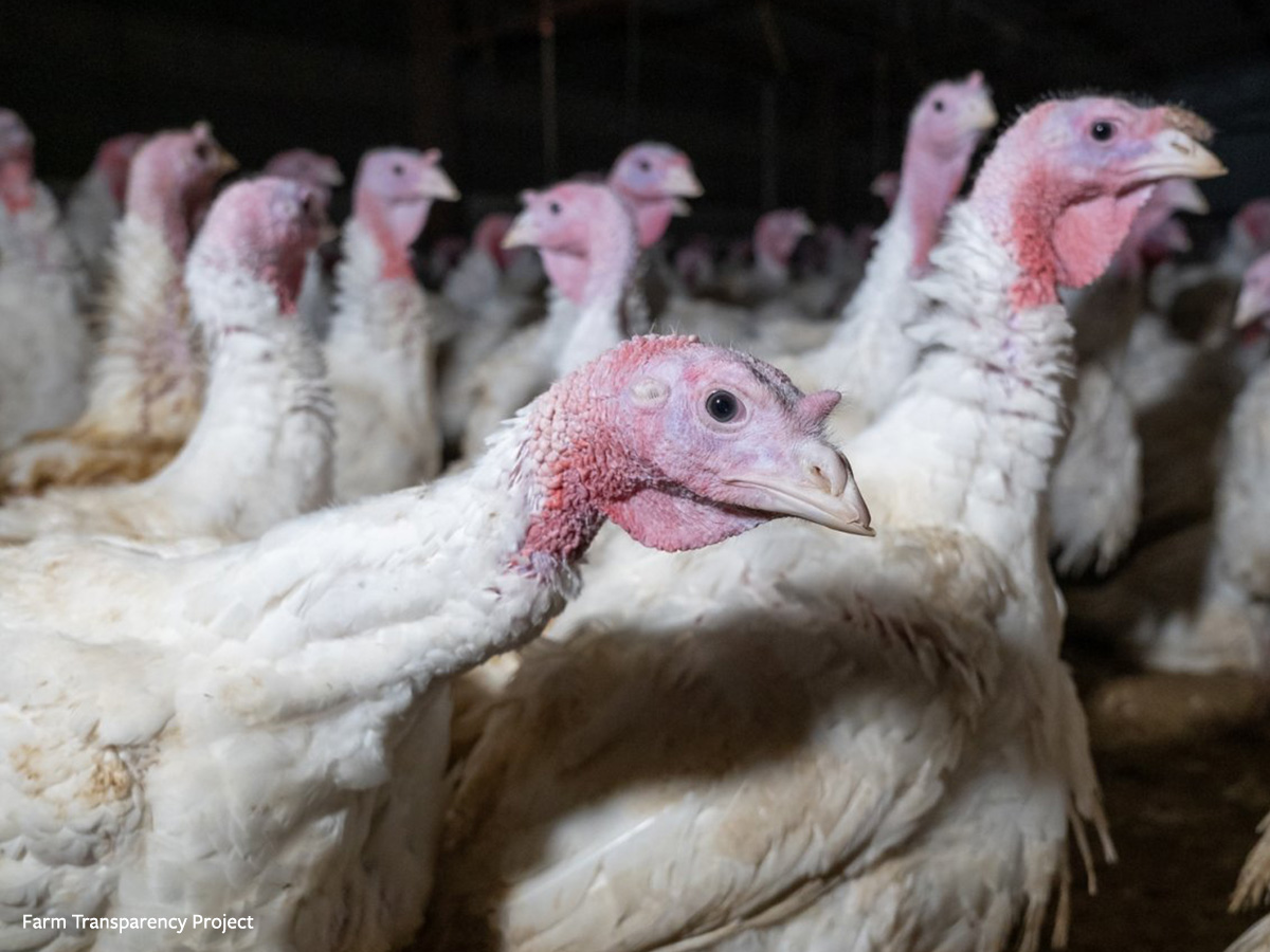 WATCH: Honor Turkeys & Celebrate Thanksgiving with Non-Violence ...