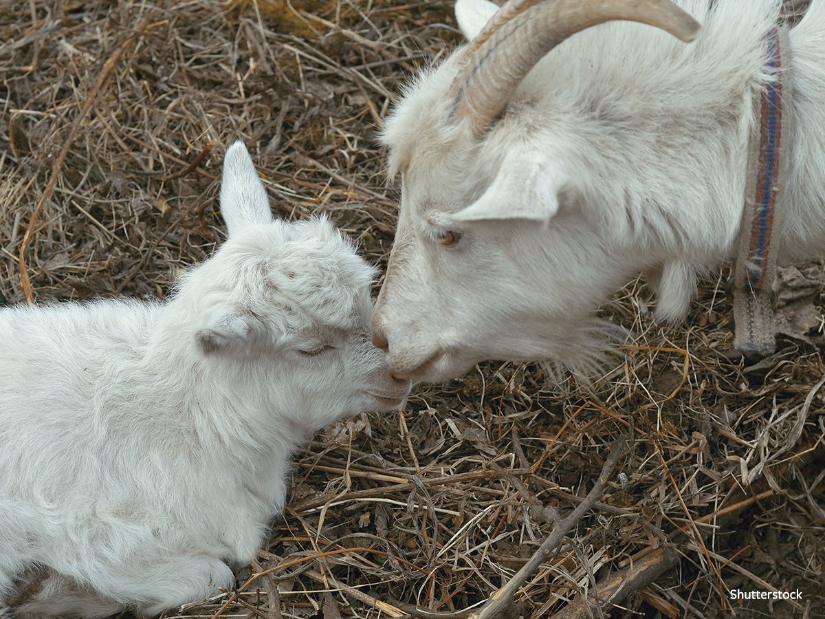WATCH: No Mercy Shown for Mothers in Animal Farming