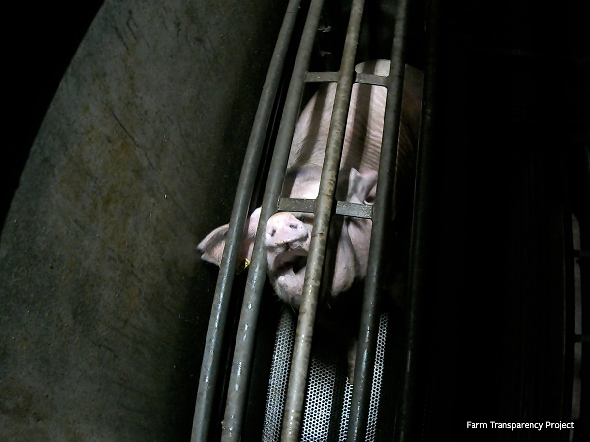 Humanewashing Exposed